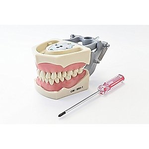 Dental Anatomy Typodont Educational Model 860 with Columbia Removable Teeth