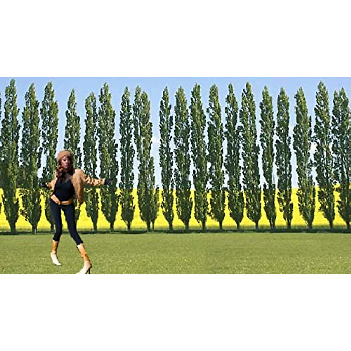 5 Lombardy Poplar Trees - Rare and Unique Privacy Tree - Very Fast Growing