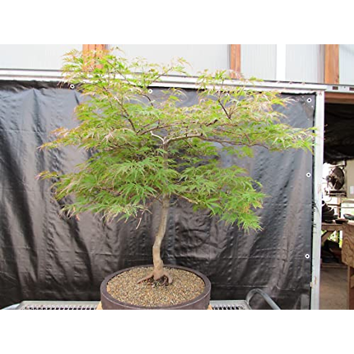 69 Year Old Red Dragon Japanese Maple Specimen Bonsai Tree