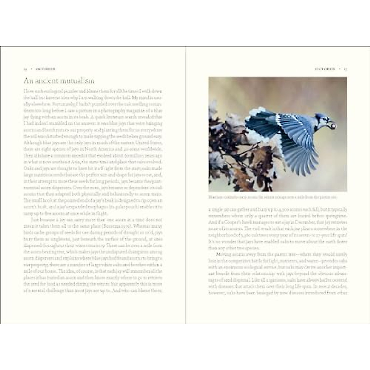 The Nature of Oaks: The Rich Ecology of Our Most Essential Native Trees