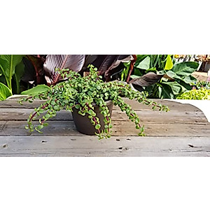 Trailing Elephant Bush Succulents, Hanging Plants Live Succulents Plants Live Houseplants, Hanging Planter Basket, Mini Succulents Live Plants Indoor Plants in Plant Basket by Plants for Pets