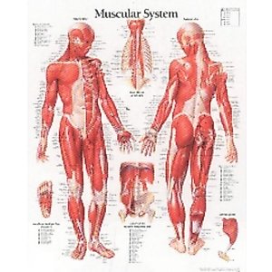 Muscular System Male chart: Wall Chart