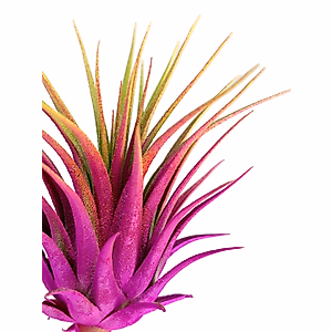 Rainbow Tillandsia Air Plant, Tillandsia Air Plant, Airplant, Air Purification, House Plant, Home Decor & Gift, Live Plant, Healthy Arrival Guarantee (Pink/Yellow)