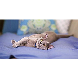 PET SUPPLEMENTS cat Digestive Health - Cats Digestive AID - PROBIOTIC Formula - Treats - cat Digestive Help - 2 Bottle (120 Chews)