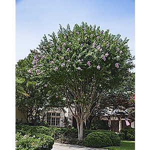 4 Pack Muskogee (Lavender) Crape Myrtle Trees - 4 Live Plants - Quart Containers