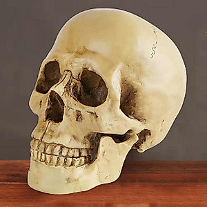 Onecen Life Size Human Skull Model 1：1 Replica Realistic Resin Halloween Party Decoration Human Skull Head Bone Model Medical Skeleton for Anatomical Medical Teaching (Light Yellow)