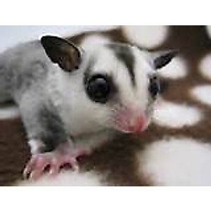 Critter Cuddler Small Animal Carrier and Bonding Pouch Anti-Anxiety Interactive Play Exercise Ring Therapeutic for Pet & Handler Small Dog Cat Hedgehog Puppy Travel Sling - Made in USA (Black)