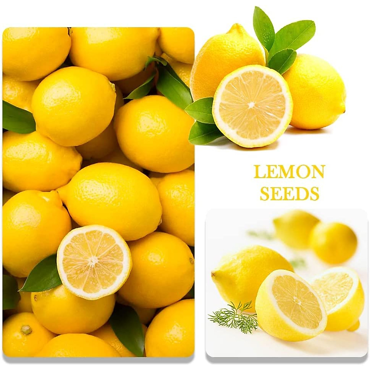 QEVJEKR 200+ Mix Dwarf Bonsai Fruit Tree Seeds for Planting, 4 Variety Individual Packs, 50+ Lemon Tree Seeds 50+ Cherry Tree Seeds 50+ Orange Tree Seeds 50+ Apple Seeds Organic Heirloom Fruit Seeds