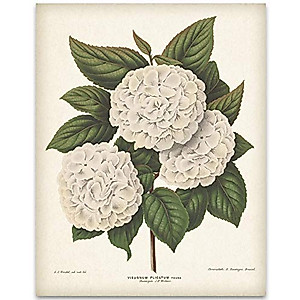 Vintage Japanese Snowball Flower Illustration - Classic Botanical Poster, Home and Graden Decoration, Cottagecore Room Decor, Vintage Flower Wall Display Gift, 11x14 Unframed Art Print Poster
