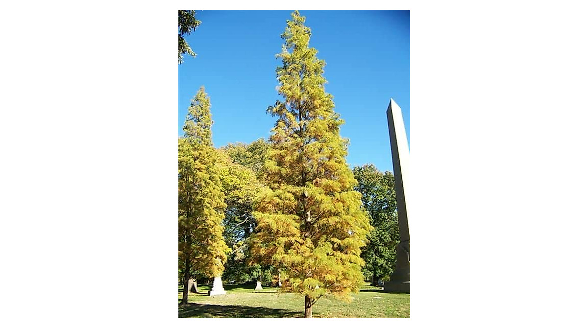 Get 10 Live Pond Cypress Trees | Wet Tolerant, Fast Growing Shade