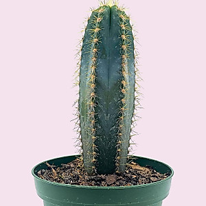 BubbleBlooms Blue Columnar Cactus, Pilosocereus pachycladus Cacti, Column Blue Torch, in a 4 inch Pot