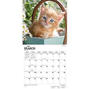 I Love Kittens | 2023 12 x 24 Inch Monthly Square Wall Calendar | Foil Stamped Cover | BrownTrout | Animals Cats Feline