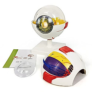 NEW HORIZON 6X Enlarged Human Eye Anatomical Model,Anatomically Accurate Eye Model Human Eye Anatomy for Science Classroom Study Display Teaching Medical Model