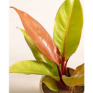 Philodendron Plant Prince of Orange Live Plant - 4'' Pot Houseplant Ornaments Perennials Garden Growing Planting Can Grow Well Pots Gift