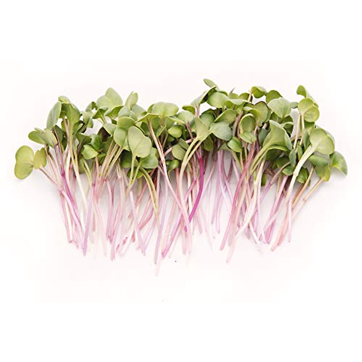 Rainbow Radish Sprouting Seeds Mix | Heirloom Non-GMO Seeds for Sprouting & Microgreens | Contains Red Arrow, Purple Triton & White Daikon Radish Seeds 1 lb Resealable Bag | Rainbow Heirloom Seed Co.