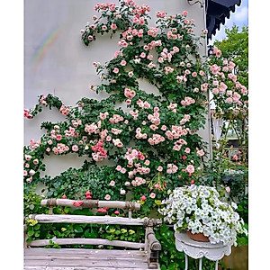 150+ Pink Climbing Rose Seeds for Planting Outdoors Ornamental Vine Seeds Amazing Climbing Flowers Rose Growth Beautiful Roses