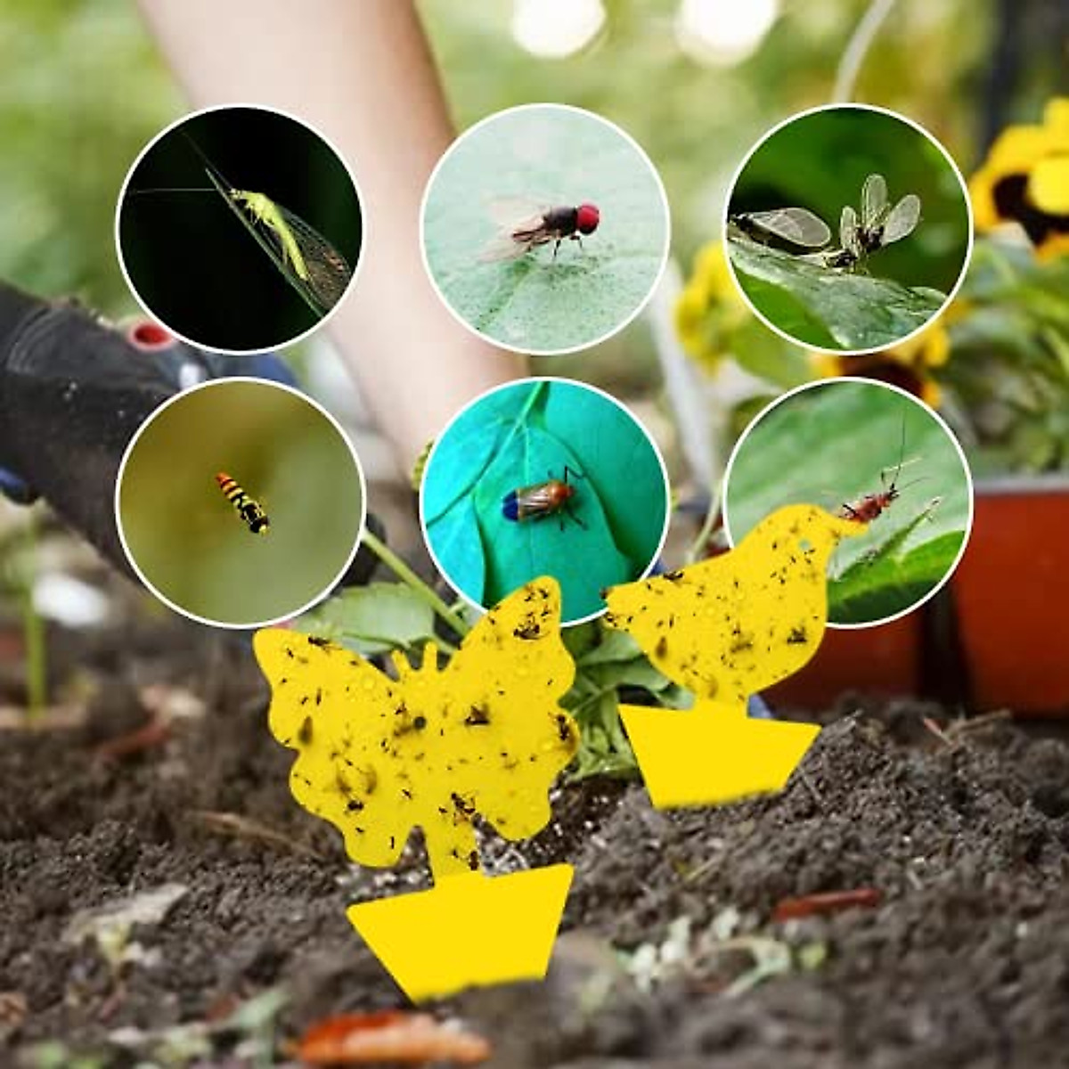 Yellow Sticky Trap for Gnats, 40 Pcs Fruit Fly Trap for Indoor House, Double Side Sticky Trap for Flying Plant Insect Like Fungus Gnat, Fruit Fly, Mosquito, White Fly