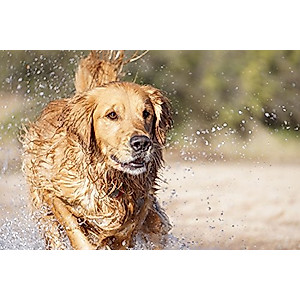 Sony A6000 Interchangeable Lens Digital Camera with SELP1650 Lens Kit - Black (24.3MP)