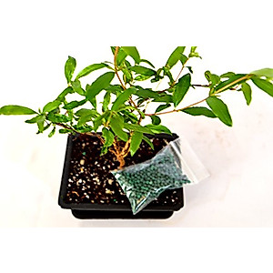 9GreenBox - Dwarf Pomegranate Mame Bonsai with Water Tray and Fertilizer Live Plant Ornament Decor for Home, Kitchen, Office, Table, Desk - Attracts Zen, Luck, Good Fortune - Non-GMO, Grown in the USA