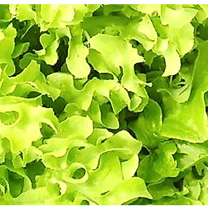 500 Salad Bowl Lettuce Seeds | Non-GMO | Fresh Garden Seeds