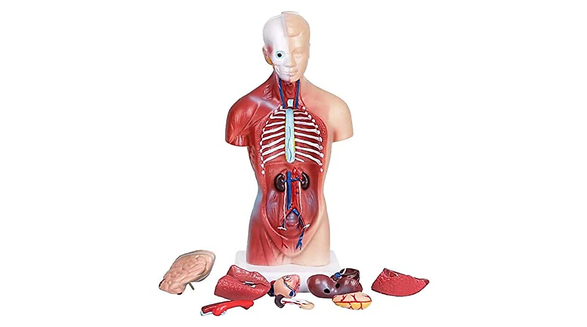 ERCTOO Human Torso Model - Detailed Anatomy for Education