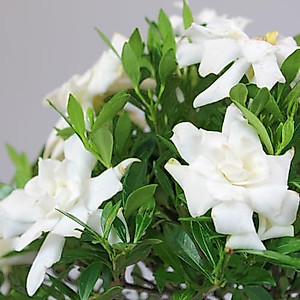 Brussel's Live Gardenia Outdoor Bonsai Tree - 4 Years Old; 6" to 8" Tall with Decorative Container - Not Sold in Arizona