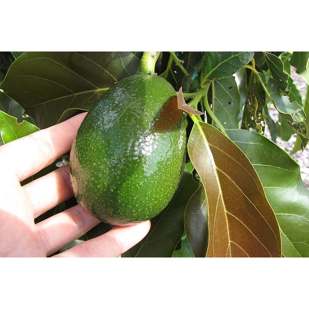 HASS Avocado Tree Grafted 2-3 Feet Tall, Avocado Live Plant for Planting