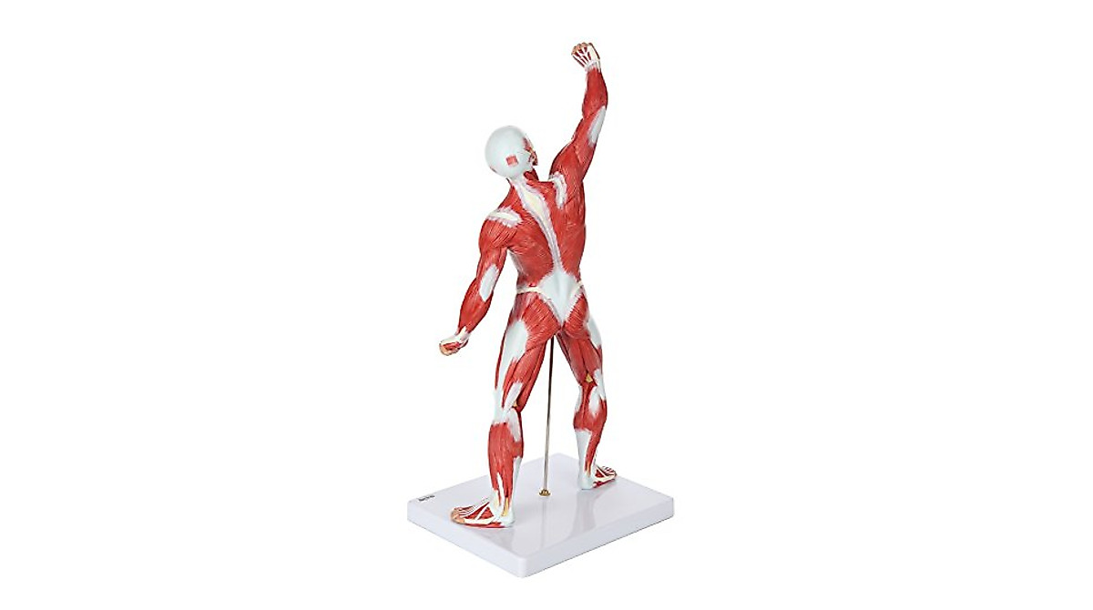 Miniature Muscular System Model - 20-Inch Human Anatomy Replica