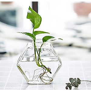 Kingbuy Wall Hanging Glass Planter Propagation Terrarium Hexagon Shape Flower Vase for Home Office Decor, Plant Lover Gifts, 3 Pack, Medium