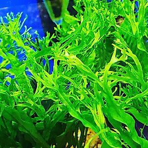 Mainam 3 Different Anubias Nana Java Fern Windelov Java Moss Tropical Freshwater Live Aquarium Plant Decorations 3 Days BUY2GET1FREE