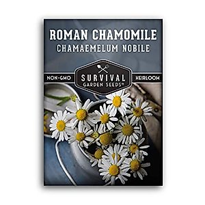 Survival Garden Seeds - Roman Chamomile Seed for Planting - Packet with Instructions to Plant and Grow Calming Medicinal Herbs in Your Home Vegetable Garden - Non-GMO Heirloom Variety