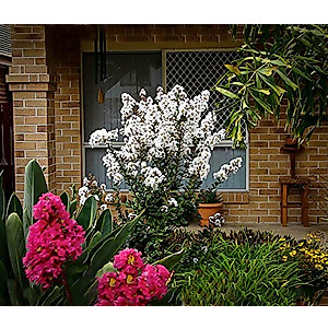 1195-Dwarf White Crape Myrtle (Lagerstroemia Indica) Seeds by Robsrareandgiantseeds UPC0764425788447 Non-GMO,Organic,USA Grower,Bonsai,Showy, Butterfly Flower,1195 Package of 10 Seeds