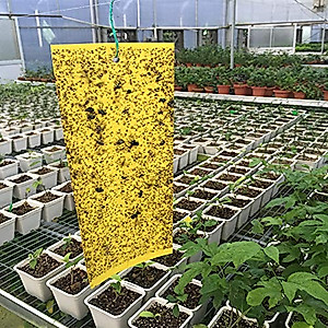 Gingbau 30-Pack Yellow Sticky Traps for Flying Plant Insects Like Fungus Gnats, Whiteflies, Aphids, Leafminers (Twist Ties Included)