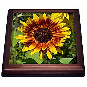 3dRose Italian Yard Trivet with Ceramic Tile, 8 by 8", Brown