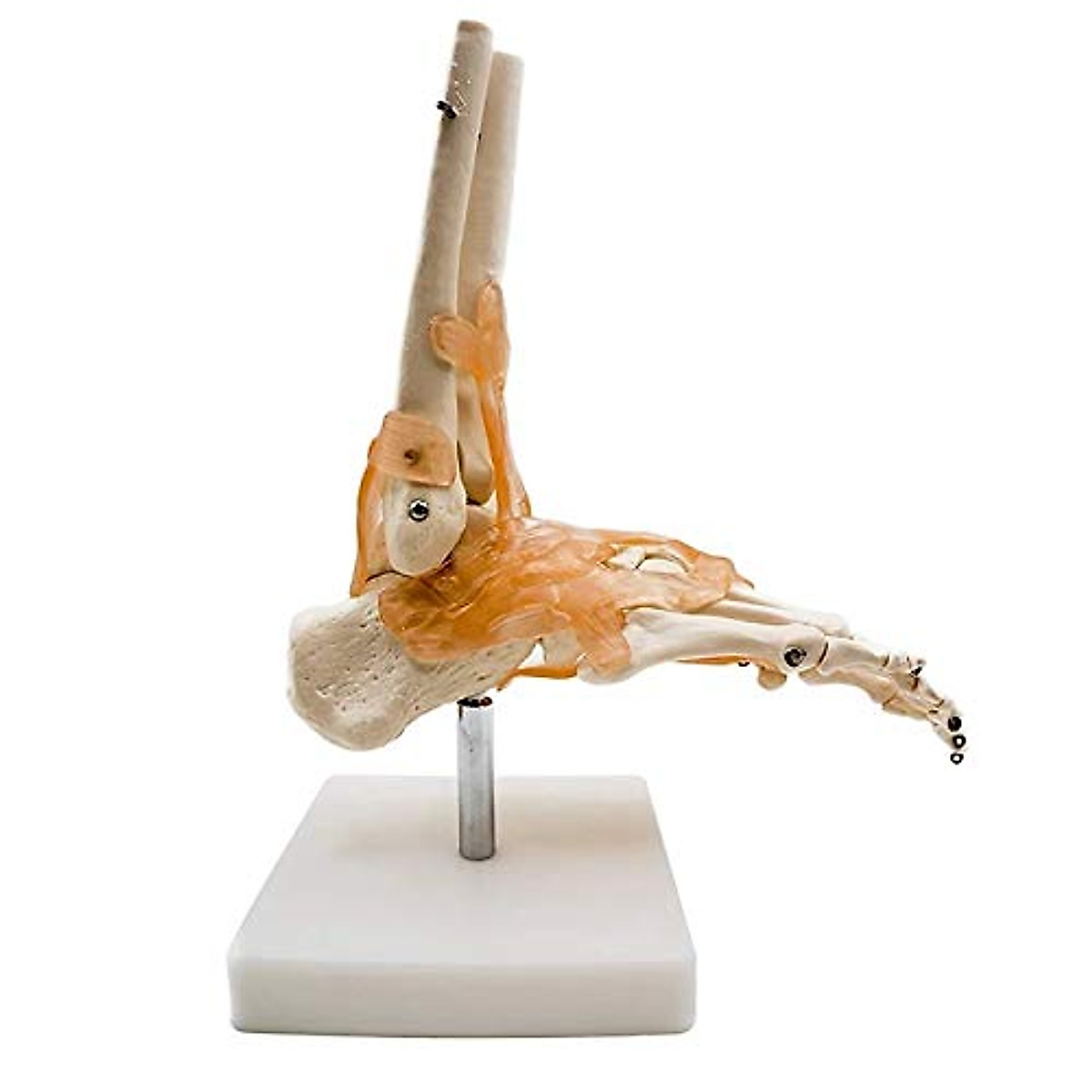 Life Size Human Foot Joint Model with Ligaments Human Anatomical Teaching Model