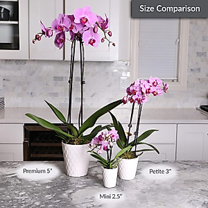 Just Add Ice JA5002 Purple Orchid in White Evi Ceramic Pottery, Live Indoor Plant, Long-Lasting Fresh Flowers, Easy to Grow Gift for Wife, Mom, Friend, Mini Home Décor Planter, 2.5" Diameter, 9" Tall