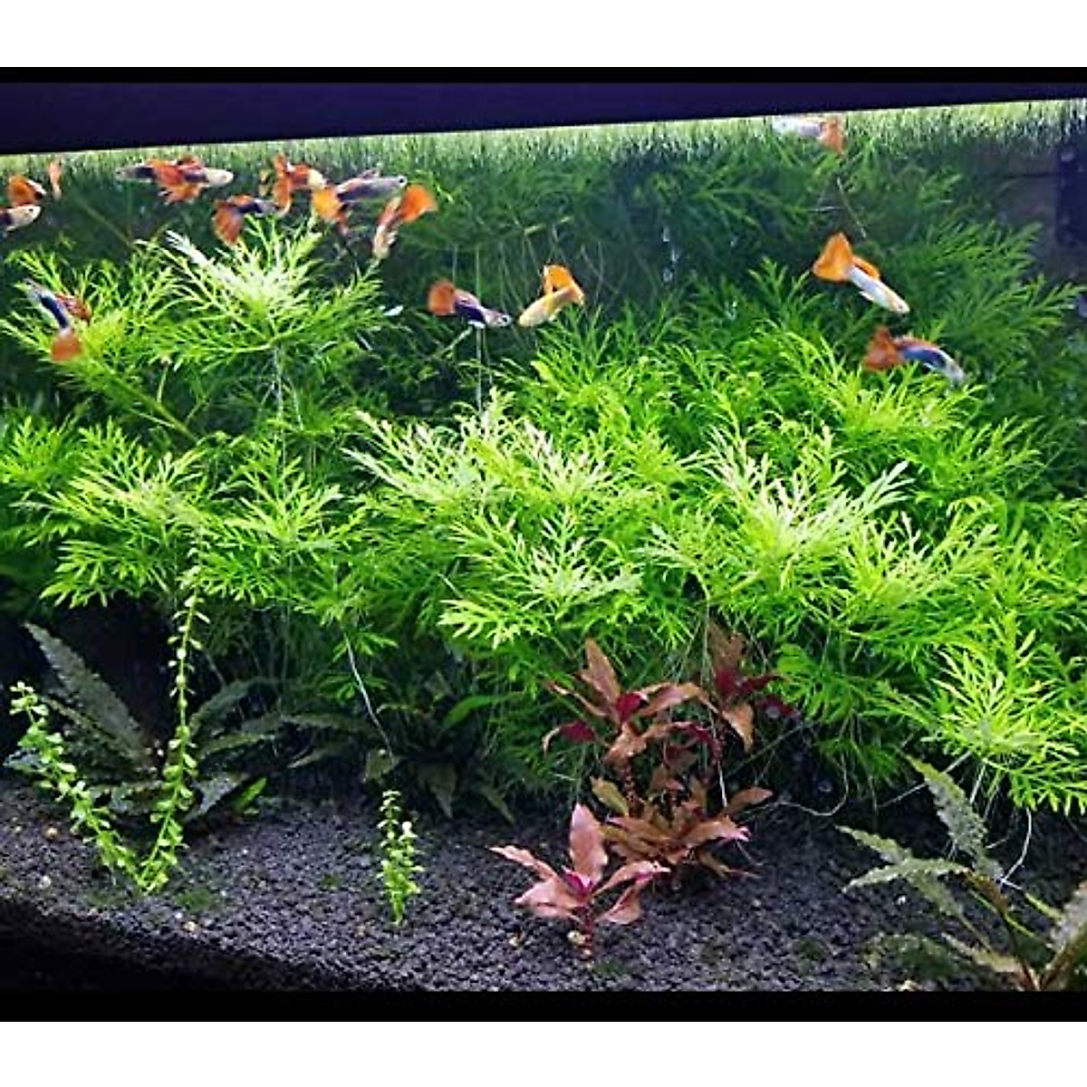 Hygrophila Difformis Water Wisteria Potted Freshwater Live Aquarium Plant Fish Tank by Greenpro