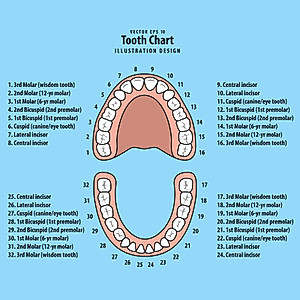 Jetec 2 Pieces Baby Teeth Keepsake Box PP Tooth Fairy Box Kids Tooth Storage Holder Organizer for Lost Teeth Cute Kids Deciduous Collection to Keep the Childhood Memory(Blue and Pink)