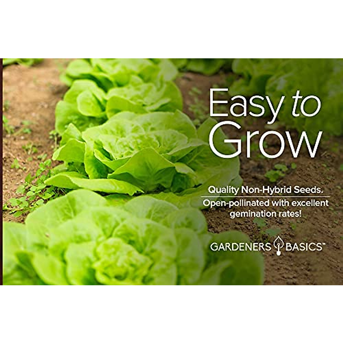 2000+ Buttercrunch Lettuce Seeds for Planting - Butterhead Boston Bibb Heirloom, Non-GMO Vegetable Variety- 2 Grams Seeds Great for Spring, Summer, Winter Garden and Hydroponics by Gardeners Basics