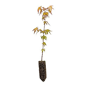 Japanese Maple | Medium Tree Seedling | The Jonsteen Company