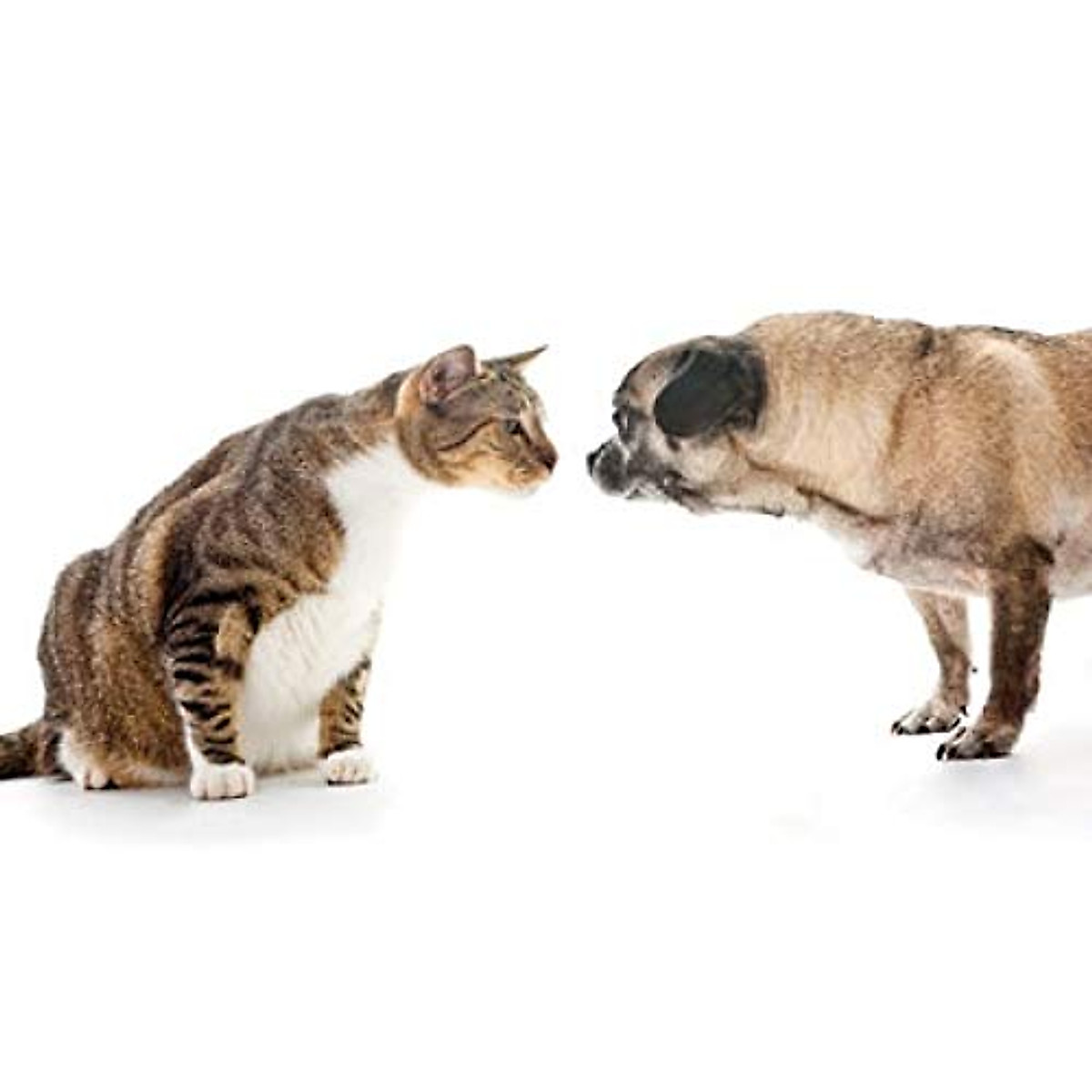 cat Digestive Treats - PROBIOTICS for Pets - Dogs Cats - Bad Gas and Breath Treats - Advanced Immune Boost - cat probiotics Treats - 3 Bottles (180 Treats)