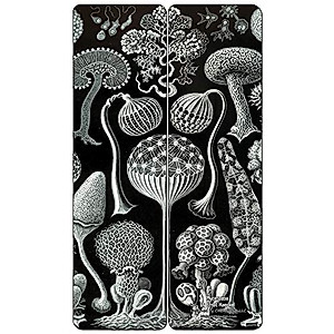 Creanoso Ernst Haeckel Bookmarks Series 2 (60-Pack) - Premium Quality Gift Ideas for Children, Teens, & Adults for All Occasions - Stocking Stuffers Party Favor & Giveaways