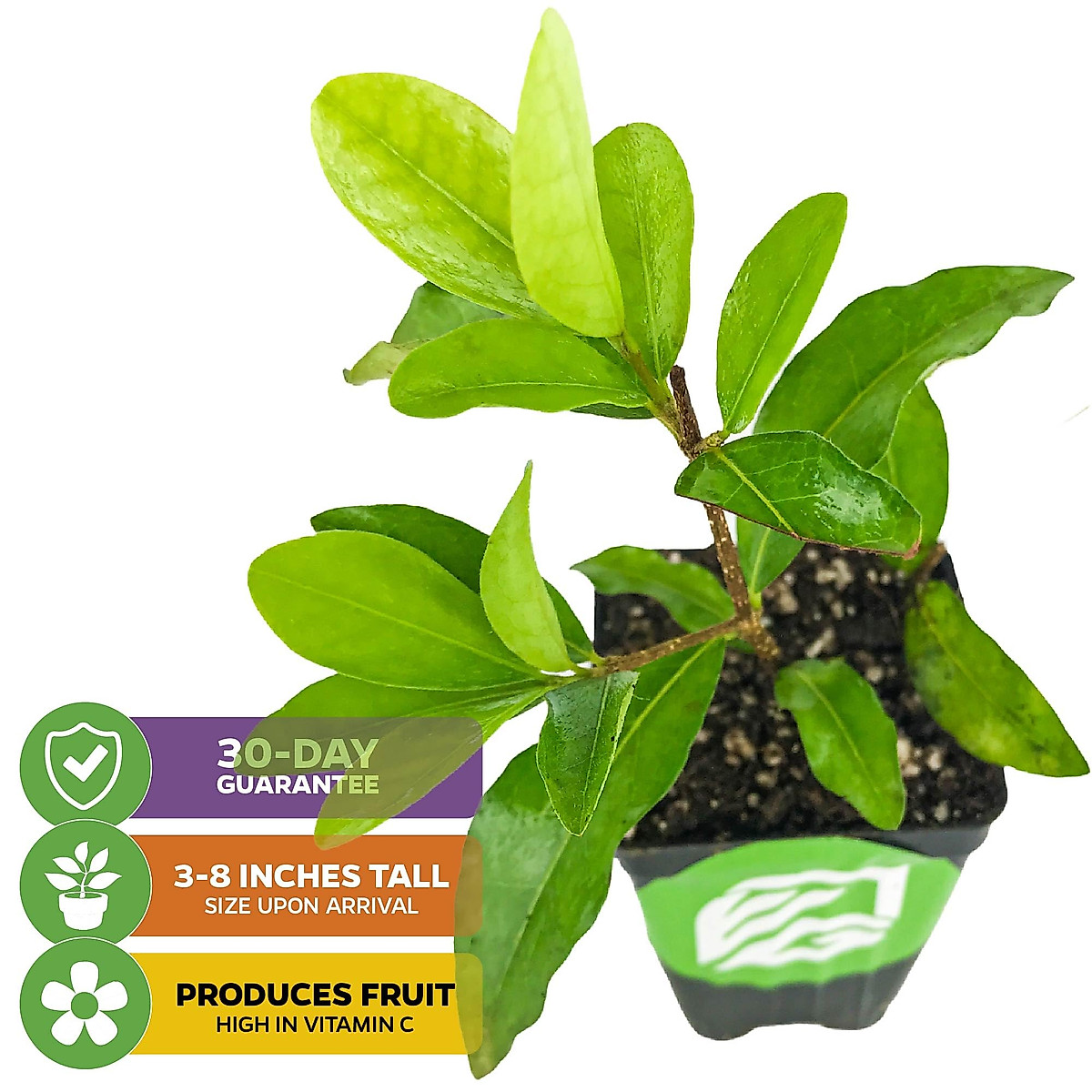 Barbados Cherry Live Plant (Acerola/Wild Crapemyrtle) - Malpighia emarginata - Wellspring Gardens Starter Plant - Healthy Live Plant - Compact Size Fresh Fruit, Ideal for Gardens & Containers