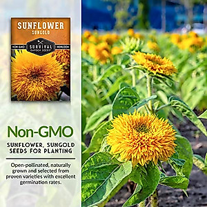 Survival Garden Seeds - Dwarf Sungold Sunflower Seed for Planting - Packet with Instructions to Plant and Grow Pom-Pom Teddy Bear Flowers in Your Home Vegetable Garden - Non-GMO Heirloom Variety