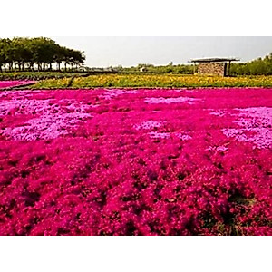 Seeds Of Strength Thyme Seeds - 2000 Mix Red Creeping Thymus Ground Cover Bulk for Planting Flower Home Garden