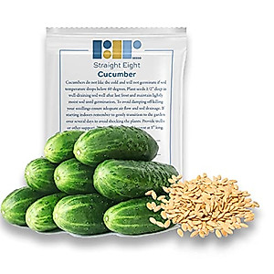 50 Straight Eight Cucumber Seeds - Heirloom Non-GMO USA Grown Vegetable Seeds for Planting - Pickling and Slicing Cucumber