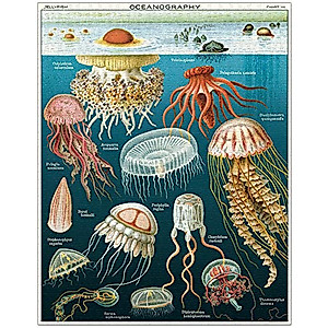 Cavallini Papers & Co. Jelly Fish 1,000 Piece Puzzle, Multi