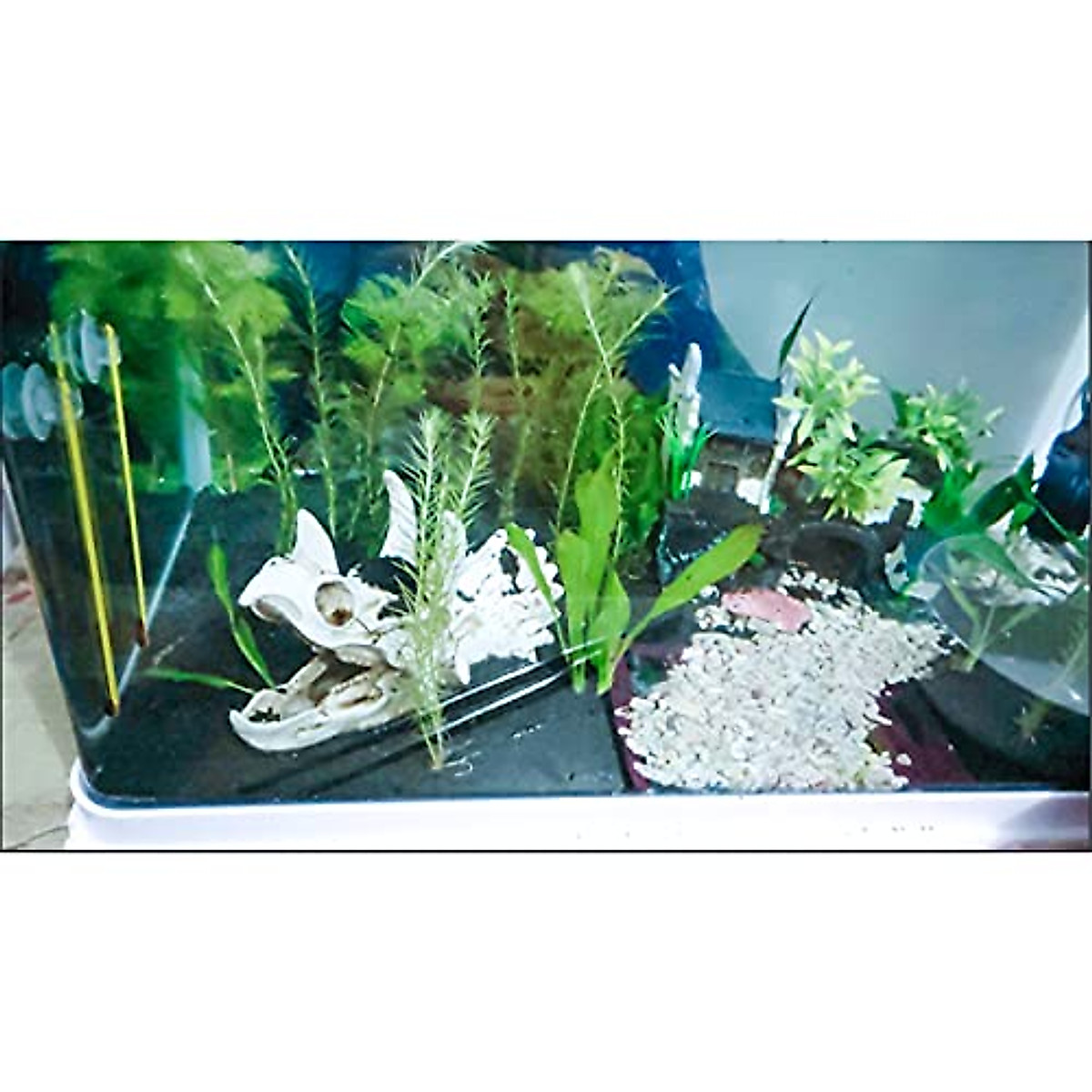 PetierWeit Resin Triceratops Skull Decoration Aquarium Dinosaur Ornaments Reptile Shelter Artificial Dinosaur Hideout Cave Landscape for Snake, Polypedatid, Fish, Shrimp