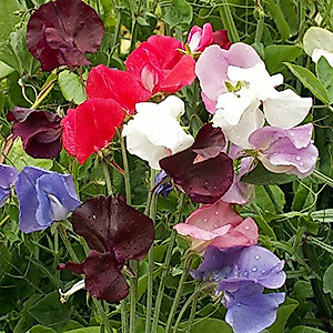Outsidepride Fragrant Annual Lathyrus Odoratus Sweet Peas Royal Mix Climbing, Vining, Trailing Cut Flowers - 250 Seeds