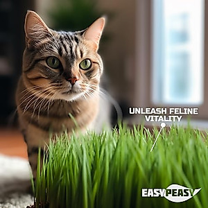 CATGRASS Seeds | Non GMO | Grown in USA | from Our Farm to Your Home (1POUND(16oz))